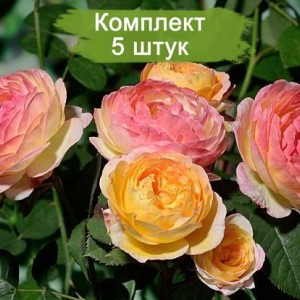 Питомник растений в Санкт-Петербурге - питомник деревьев в Санкт-Петербурге